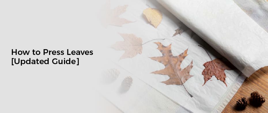 How to Press Leaves [Updated Guide]